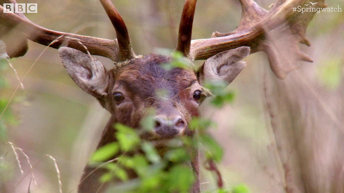 BBC Two - Springwatch, Sherborne: BBC Music Introducing... by Oscuro