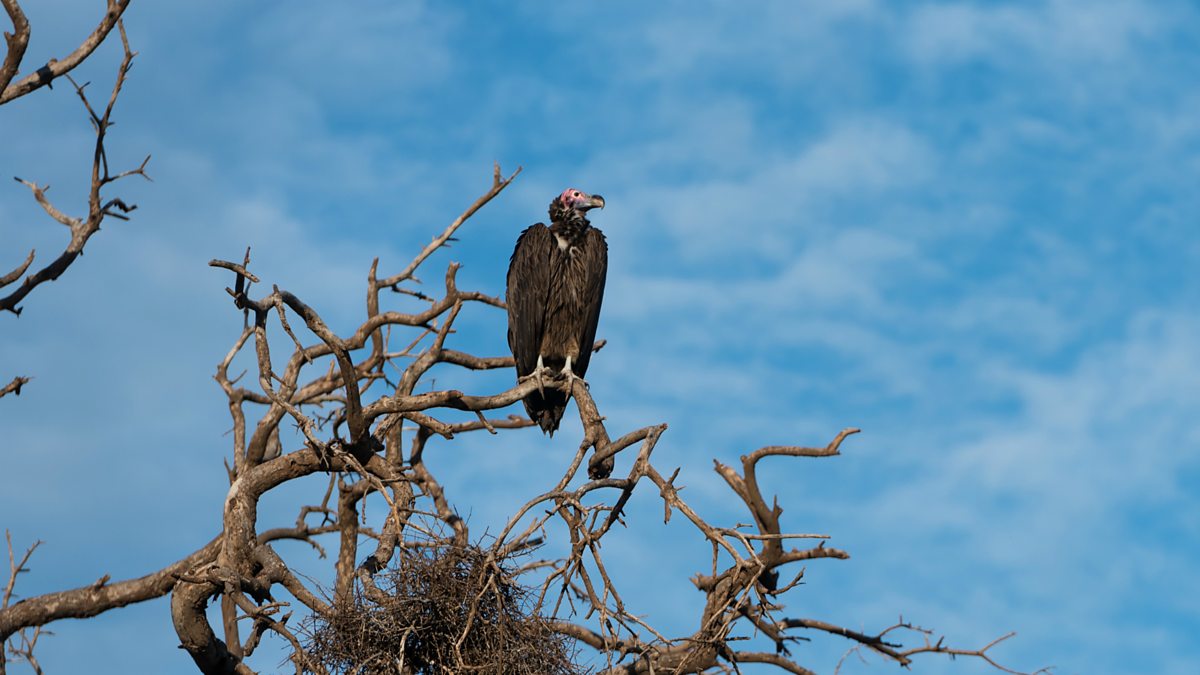 BBC World Service - Newsday, Africa's vanishing vultures