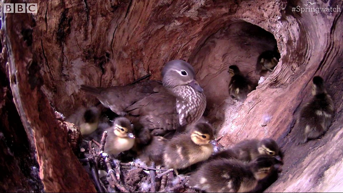 BBC Two - Springwatch, Springwatch highlights so far...