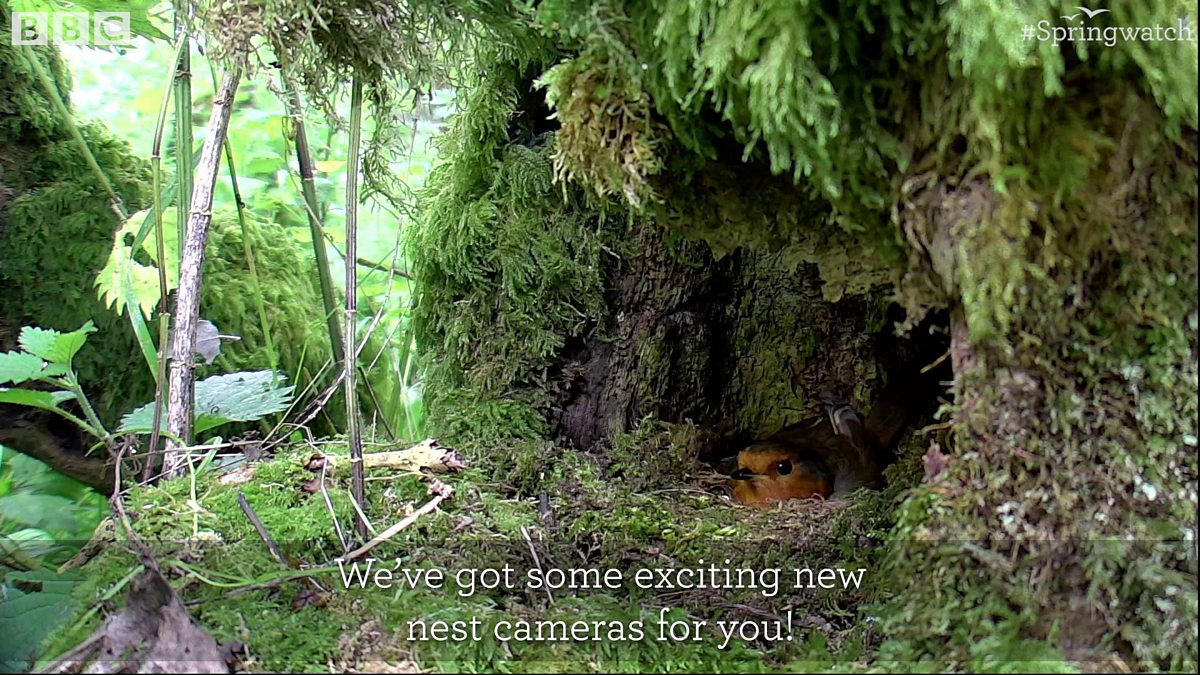 BBC Two - Springwatch, Springwatch's new nests
