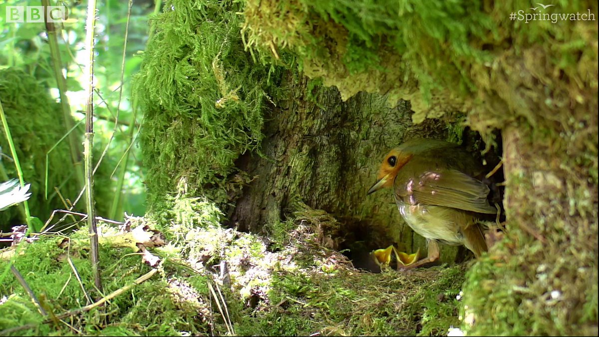 BBC Two - Springwatch, Springwatch daily highlights - day 15