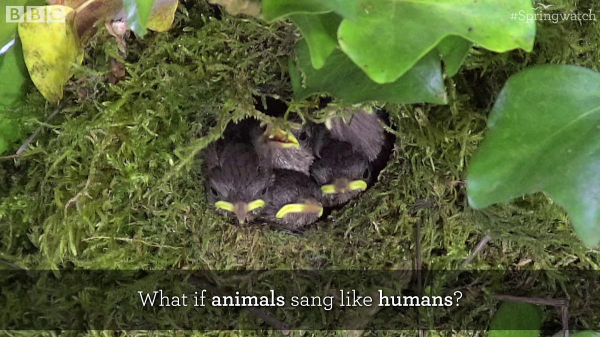 BBC Two - Springwatch, What if animals sang like humans?