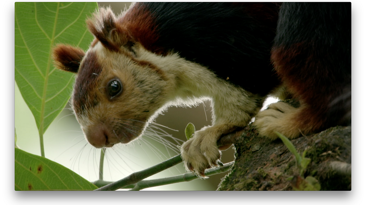 BBC Two - Natural World, 2018-2019, The Super Squirrels, The Malabar ...