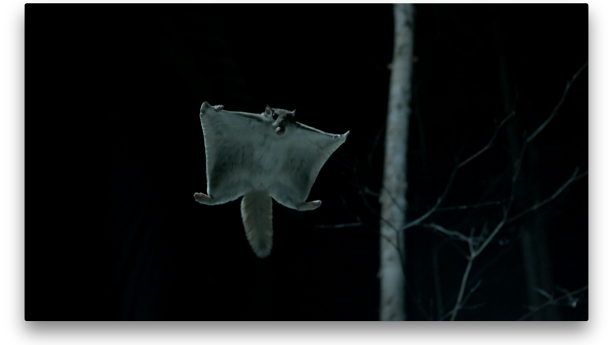 BBC Two - Natural World, 2018-2019, The Super Squirrels, The Flying ...