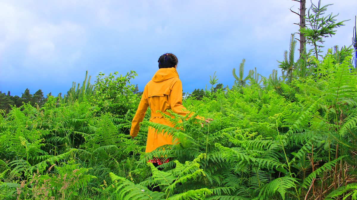 BBC Radio 3 - The Essay, Forests of the Imagination, A walk through the ...