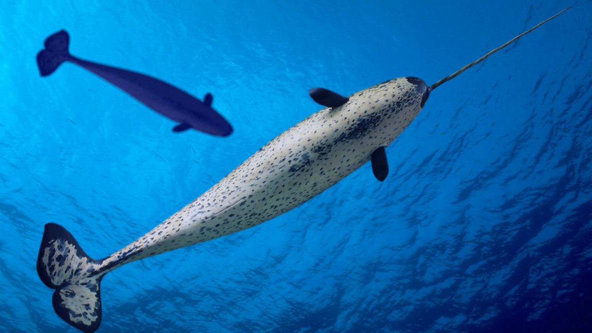 BBC Radio 4 - Radio 4 in Four, Narwhals: listen to the unicorn of the sea