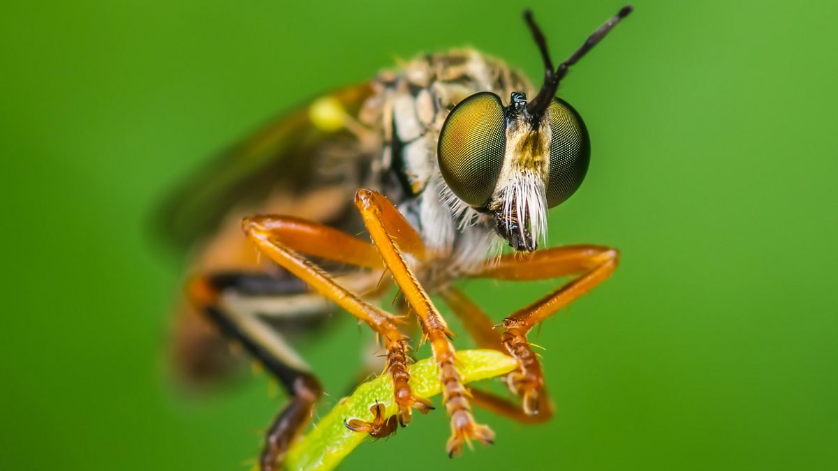 BBC World Service - Discovery, Killing Insects: The Rights and Wrongs ...
