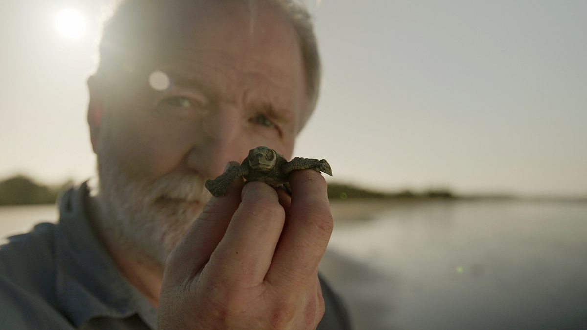 BBC Four - Nature's Turtle Nursery: Secrets from the Nest, Nature's ...