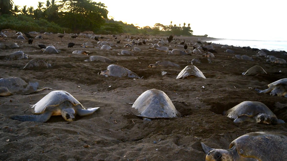 BBC Four - Nature's Turtle Nursery: Secrets from the Nest, The Olive ...