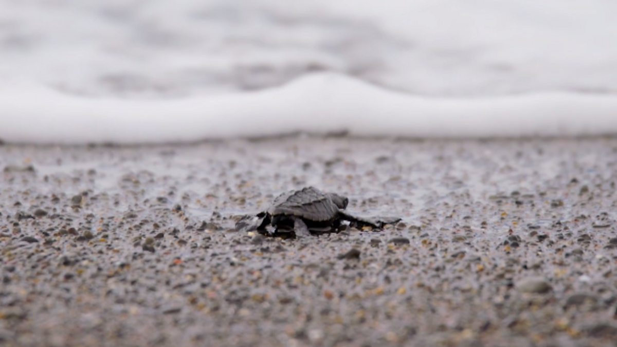 BBC Four - Nature's Turtle Nursery: Secrets from the Nest, Life begins