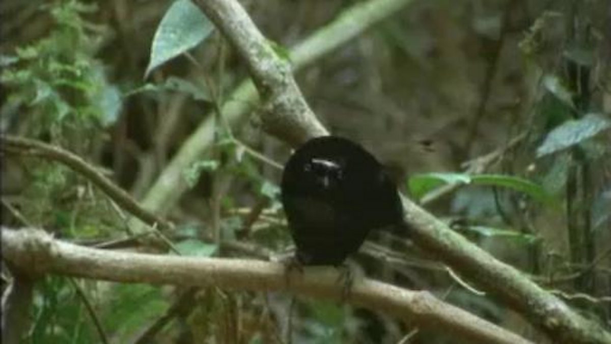 BBC Arts - BBC Arts, The dazzling dance of a bird of paradise