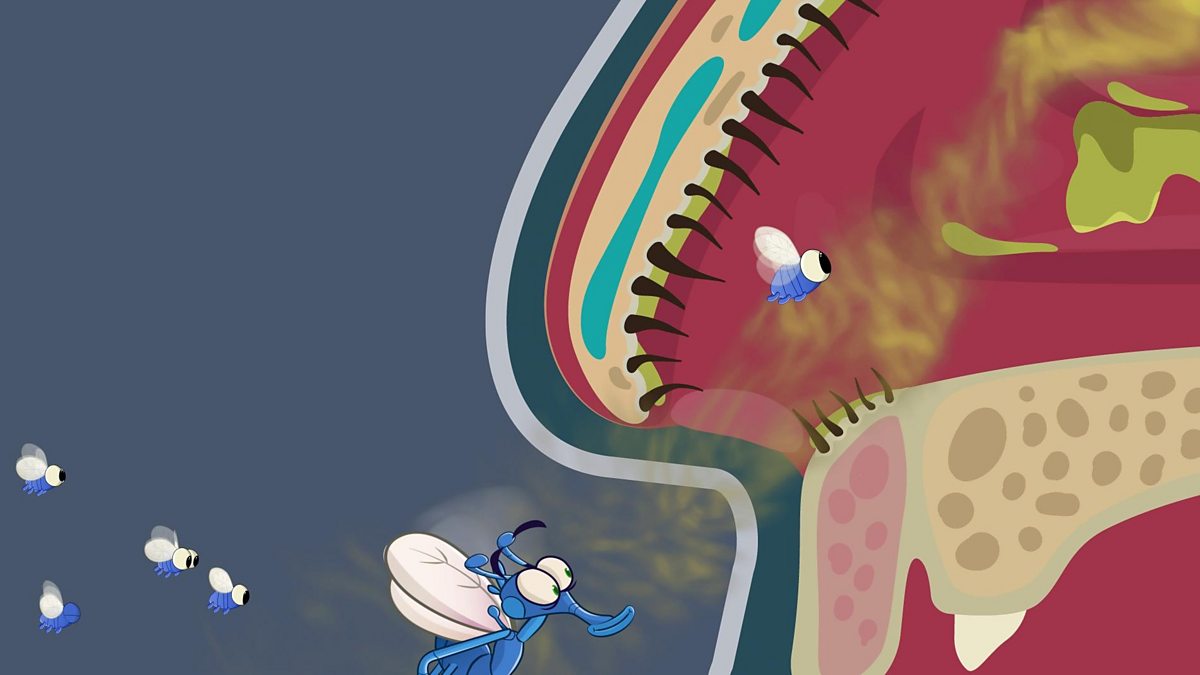 BBC - Bitesize, How does human smell work?