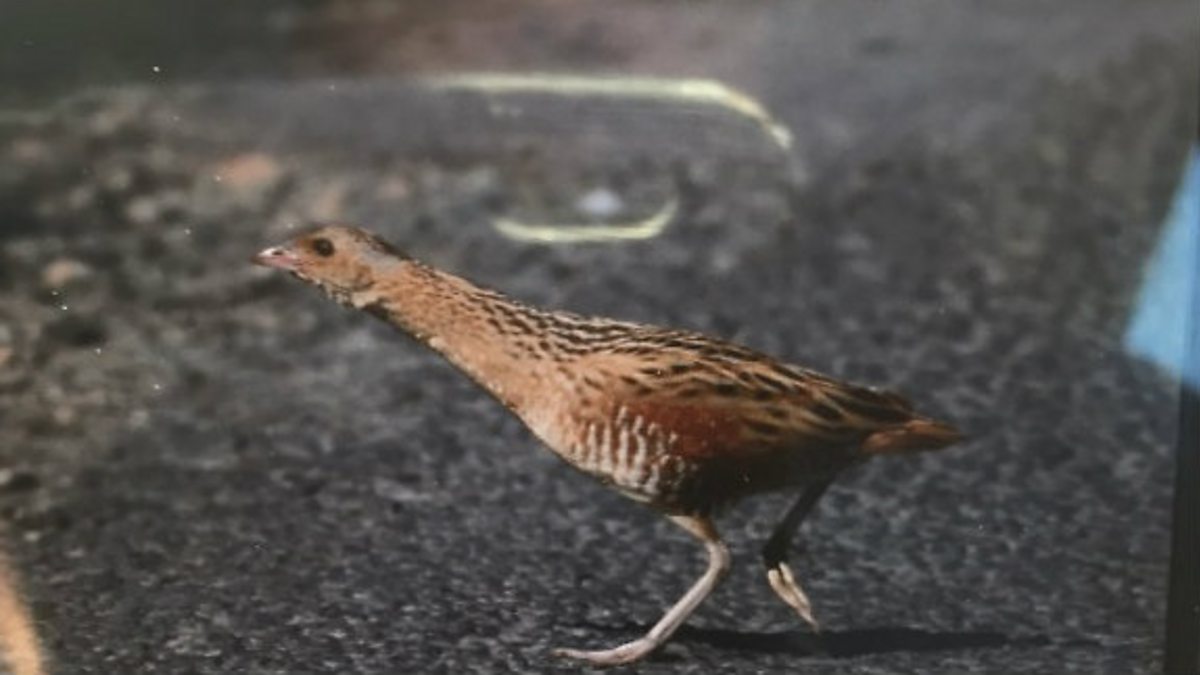 BBC Radio Foyle - The Mark Patterson Show, 05/07/2018, What does a ...