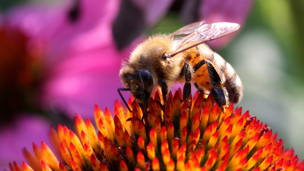 BBC Radio 4 - Radio 4 in Four - Seven things you didn't know about bees