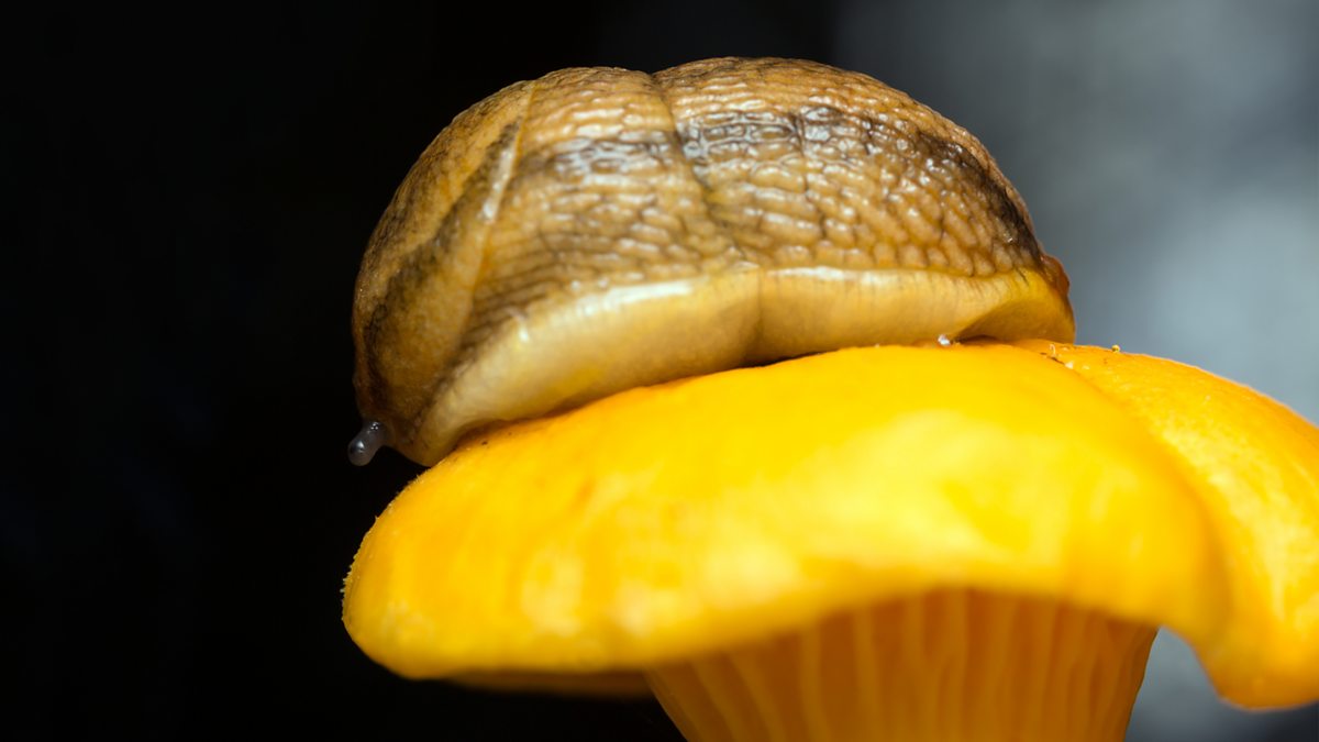 BBC World Service - Health Check, The Royal Society’s Health ...