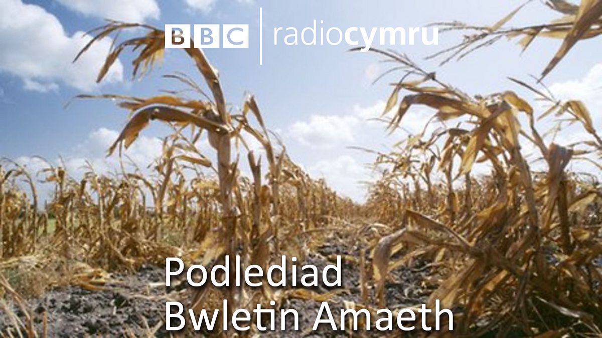 BBC Radio Cymru - Bwletin Amaeth, Gofid am brinder porthiant a phrinder dwr