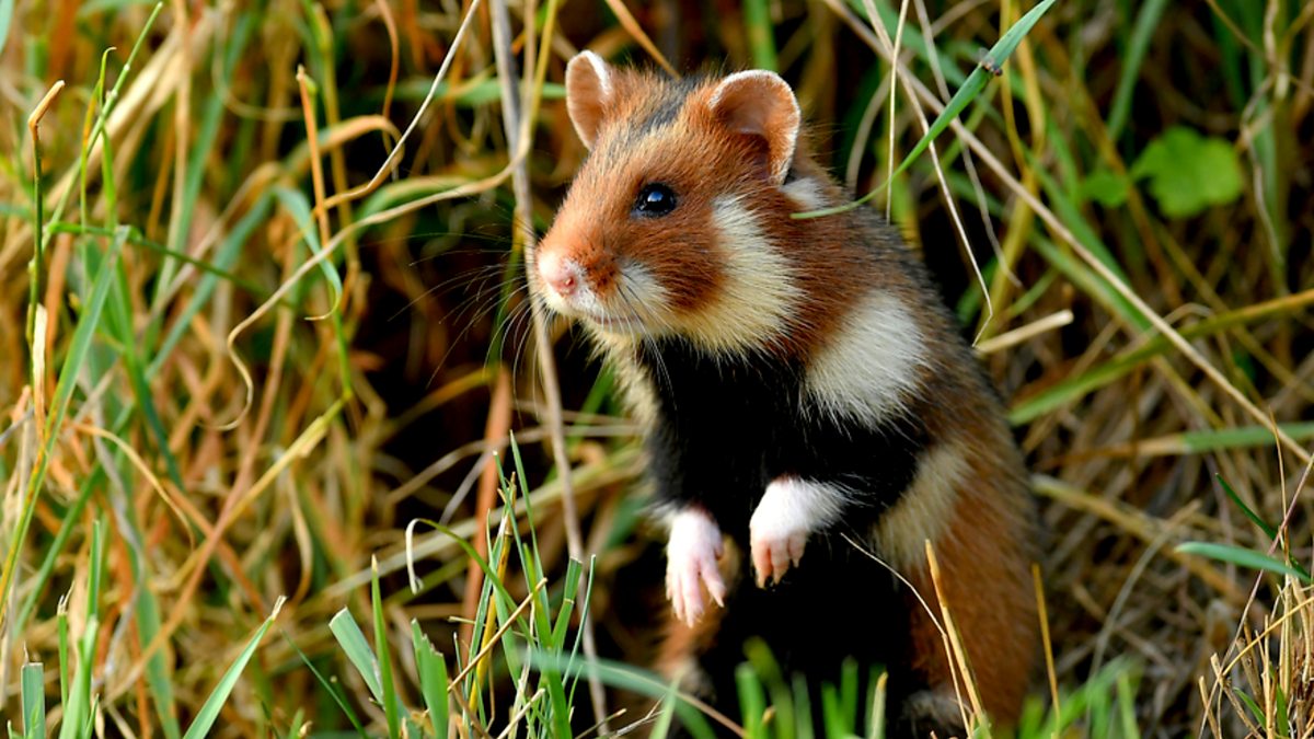 BBC World Service - The Inquiry, Can We Ever Understand Animals?