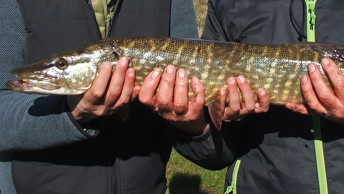 BBC Radio 4 - Radio 4 in Four, What a catch! Why the majestic pike fish ...
