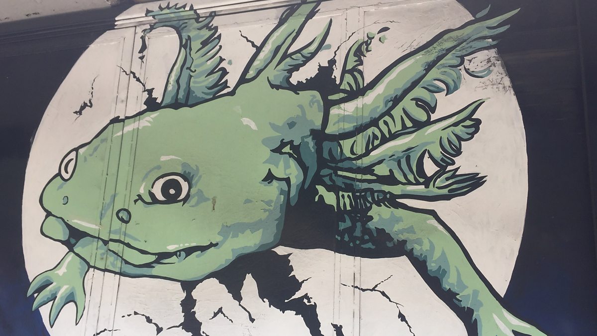 BBC World Service - Discovery, A Tale of Two Axolotls, The Aztec Salamander