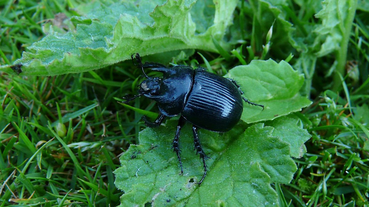 BBC Radio 4 - Natural Histories, Dung Beetle
