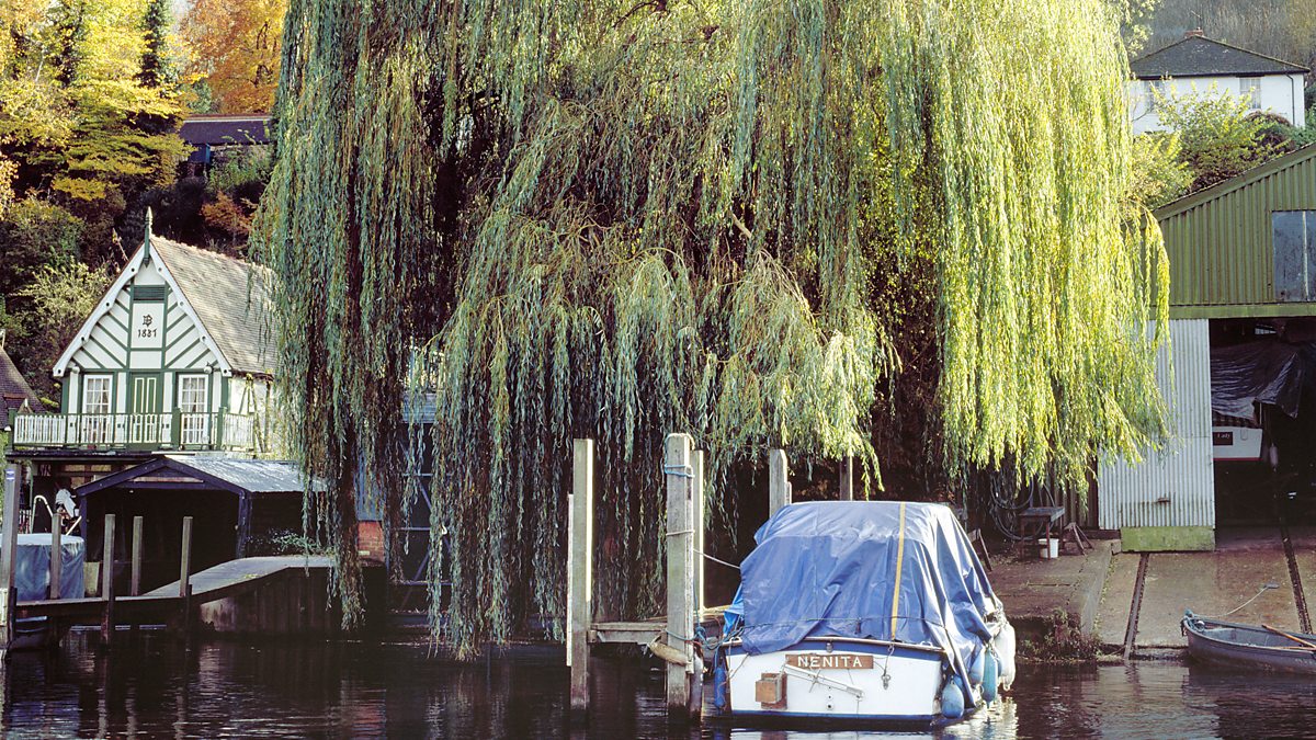 BBC Radio 4 - Natural Histories, Willow