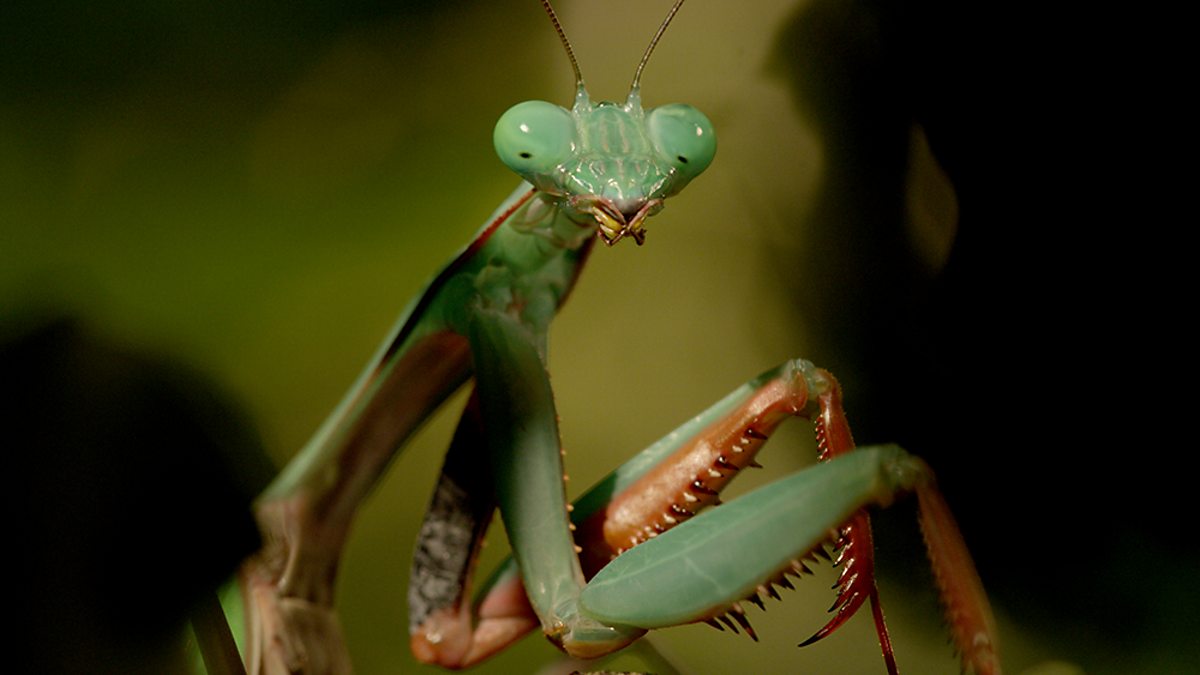 BBC One - Animals Behaving Badly - Test your knowledge on devious and ...