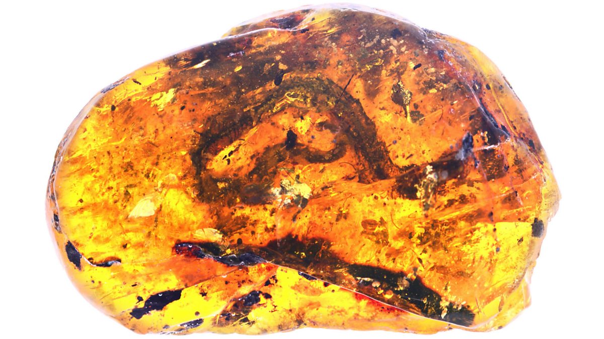 BBC World Service - Newsday, A prehistoric snapshot in amber