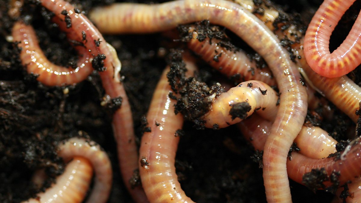 BBC Radio 2 - The Chris Evans Breakfast Show, Matt Baker and worms ...