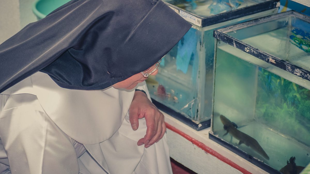 BBC World Service - Discovery, A Tale of Two Axolotls, The Nun’s ...