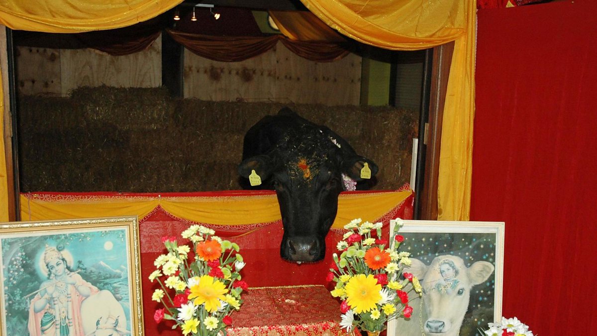 BBC World Service - Witness History, Shambo The Sacred Bull