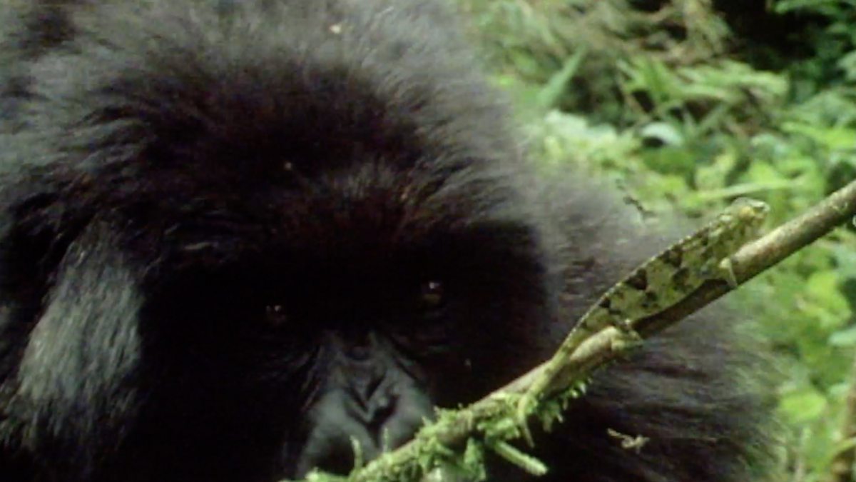 BBC World Service - CrowdScience, Why are animals curious?