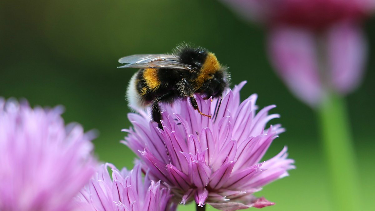 BBC Radio 2 - The Chris Evans Breakfast Show, Maida Vale Sound Effects ...