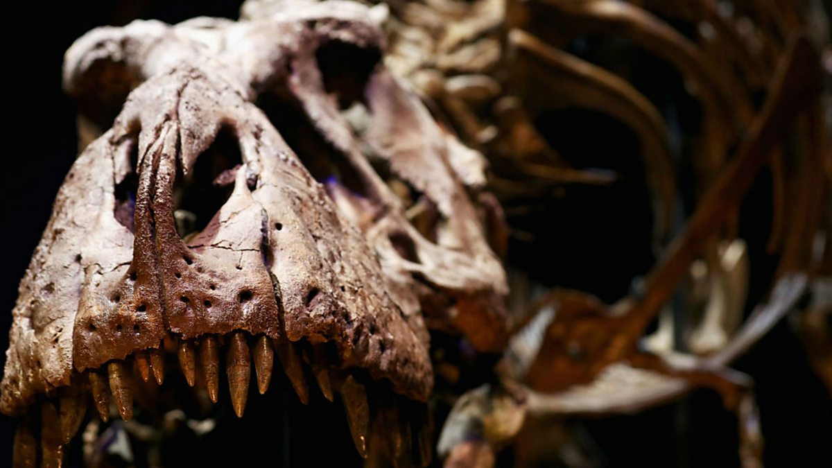 BBC World Service - Business Daily, Trading Ancient Bones