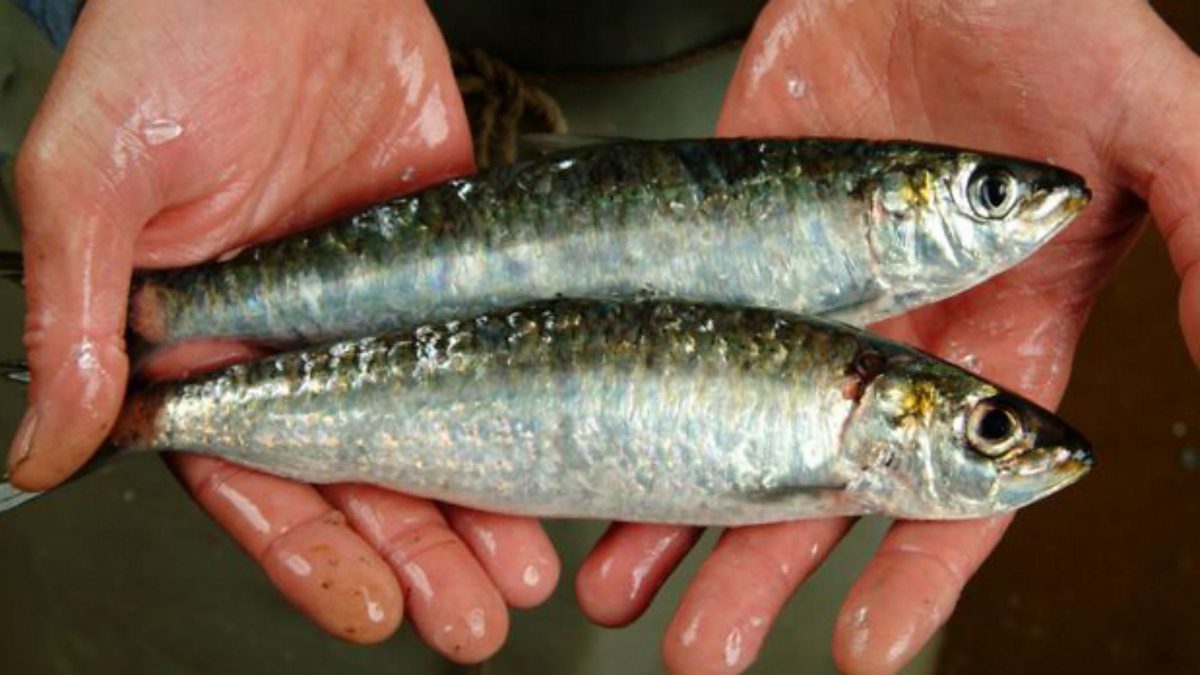 BBC Radio 4 - World at One, 'We no longer call them pilchards, they're ...