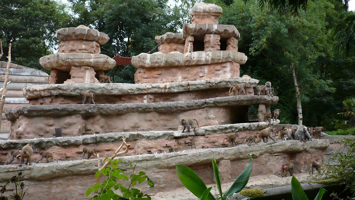 BBC Radio Devon - Devon Soundscapes, Paignton Zoo