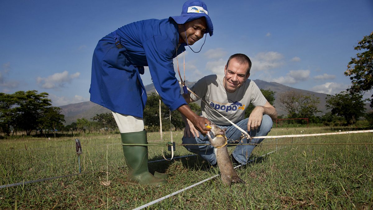 BBC World Service - Business Daily, The Lives of Working Animals
