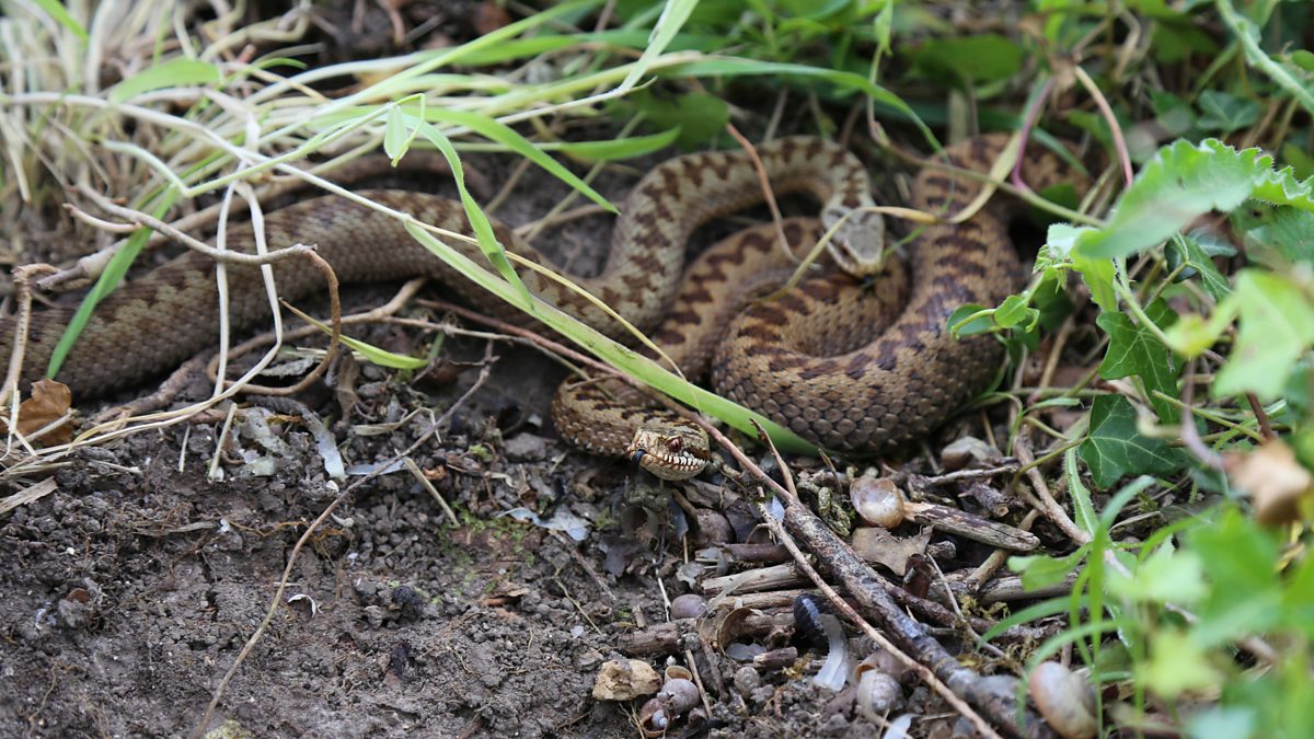 BBC Radio 4 - Radio 4 in Four, How poisonous are adders?