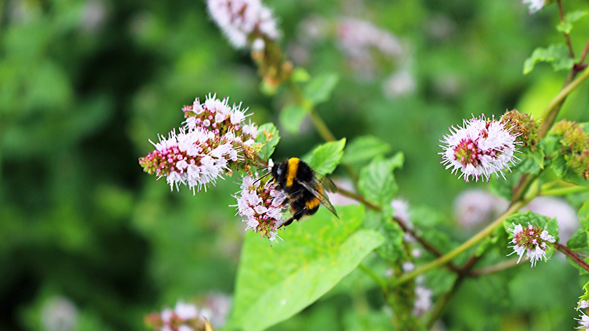 BBC Radio 4 - Costing the Earth, Verity and the Bees