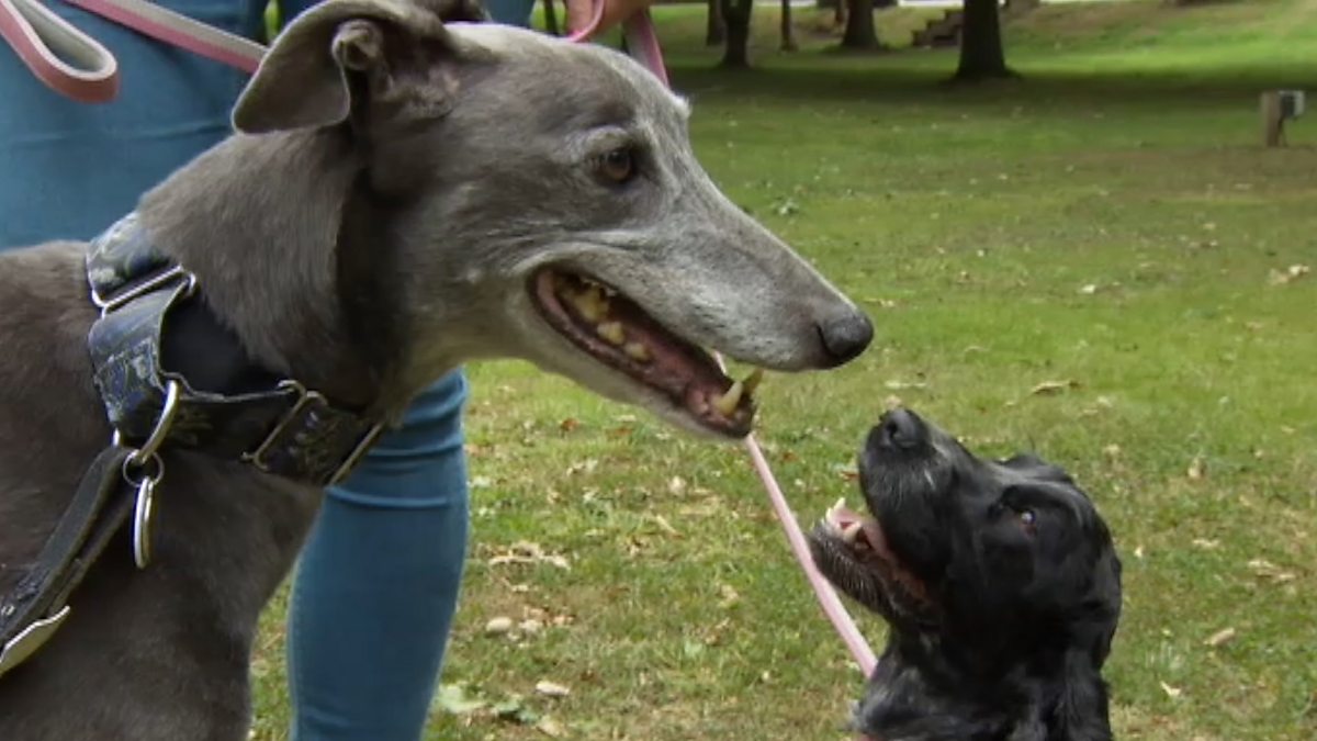 BBC One - Inside Out East Midlands, Donor dog saves fellow canine's life
