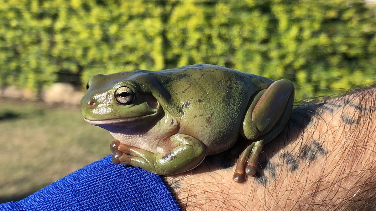 BBC World Service - Outlook, The man who gave CPR to a frog