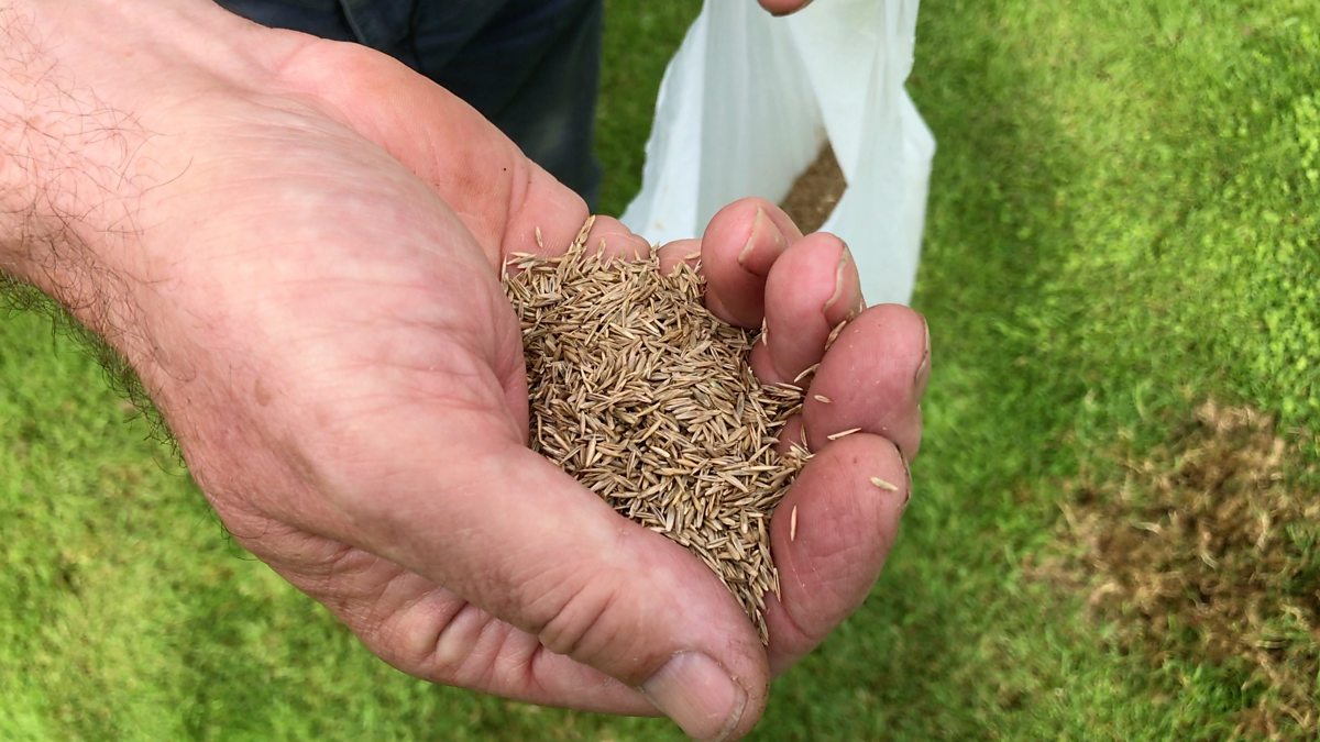 BBC Radio Ulster - Gardeners' Corner, September grass sowing