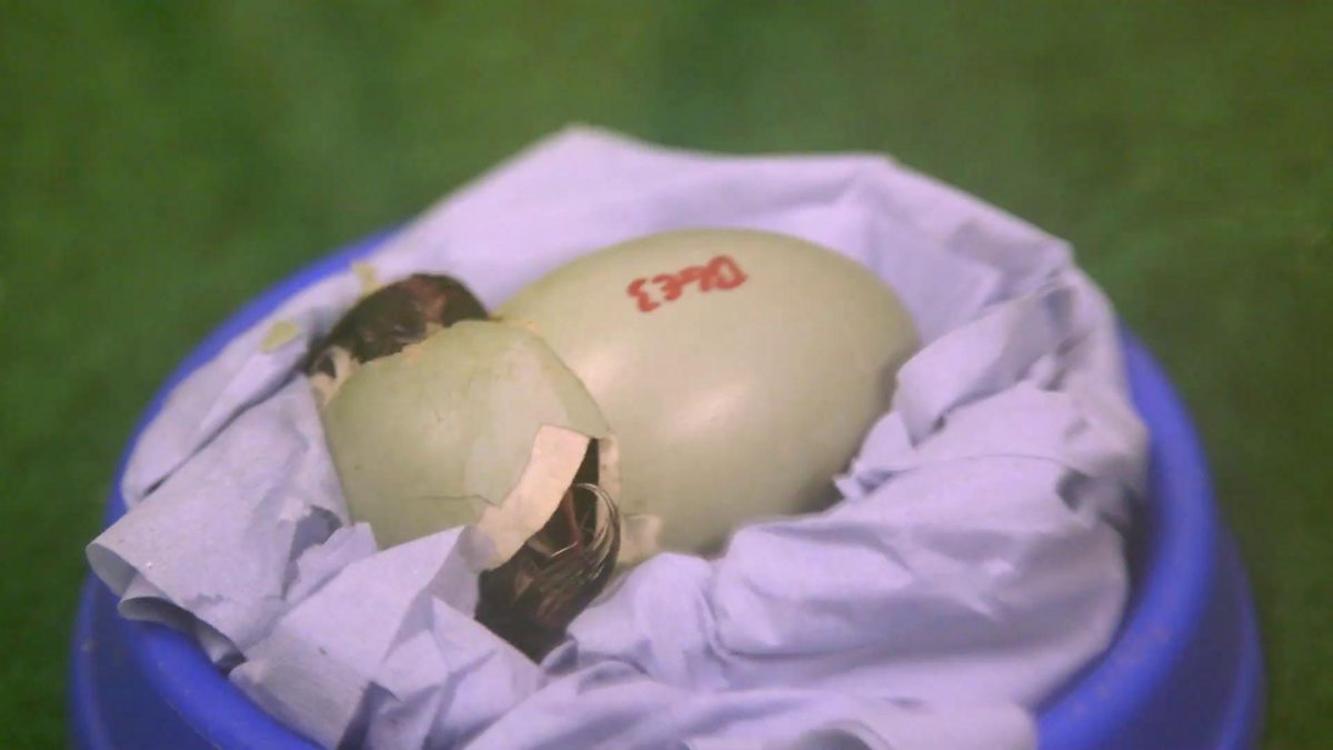 BBC One - Home Ground, Series 5, Episode 2, Ruth visits Castle Espie