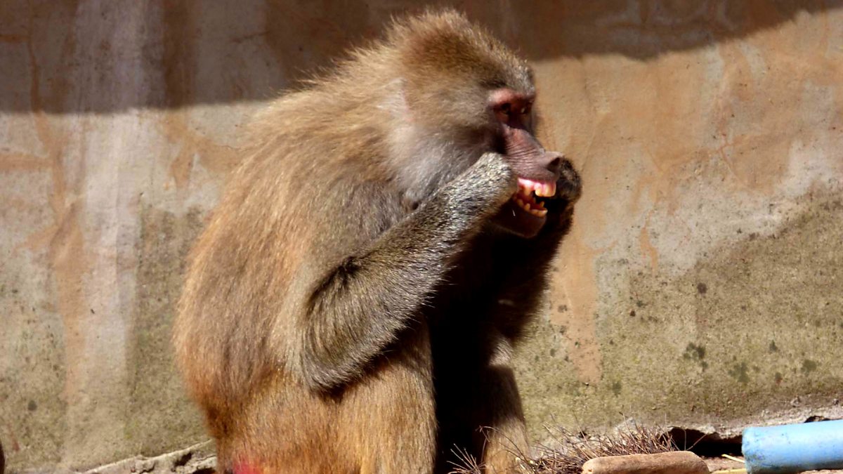 BBC Radio 5 Live - 5 Live In Short, Baboons filmed flossing their teeth