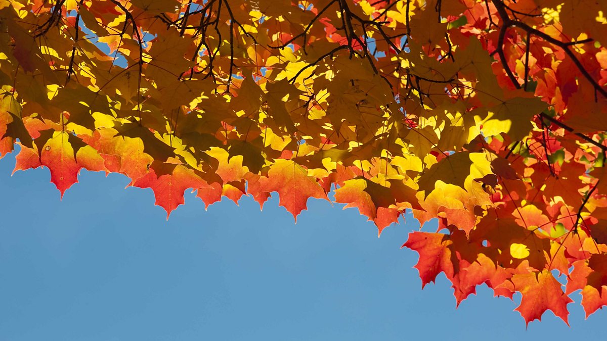 BBC Two - Autumnwatch - Autumnwatch in New England - Spectacular spectrums