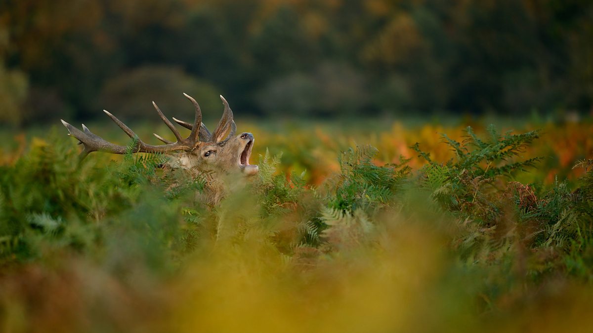 BBC Two - Autumnwatch, Classic Autumnwatch clips