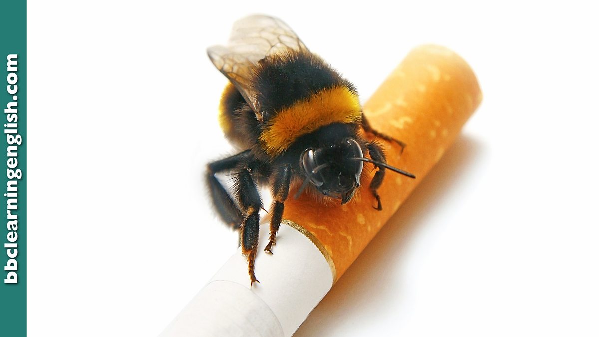 BBC - BBC Learning English, News Review - 181225 - Bees develop 'smoker ...