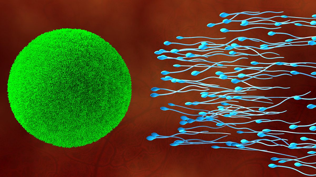 BBC World Service - The Documentary, The Changing Face of Procreation ...