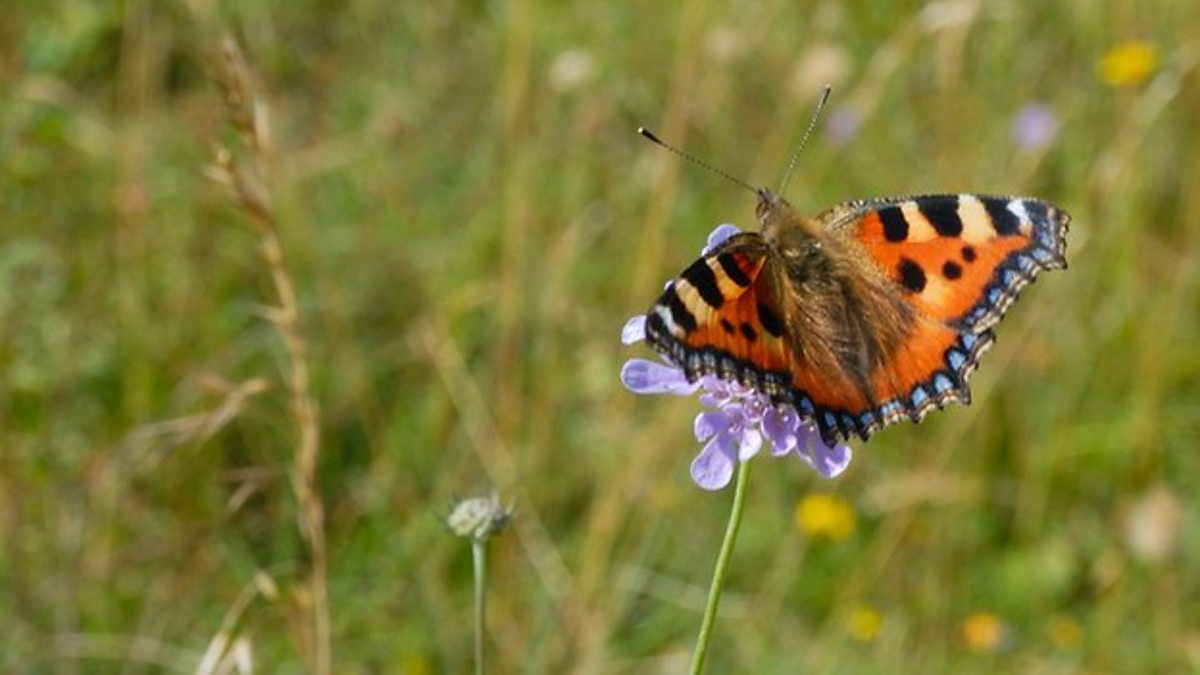 BBC Radio Solent - Steve Harris, The Big Butterfly Count passes with ...