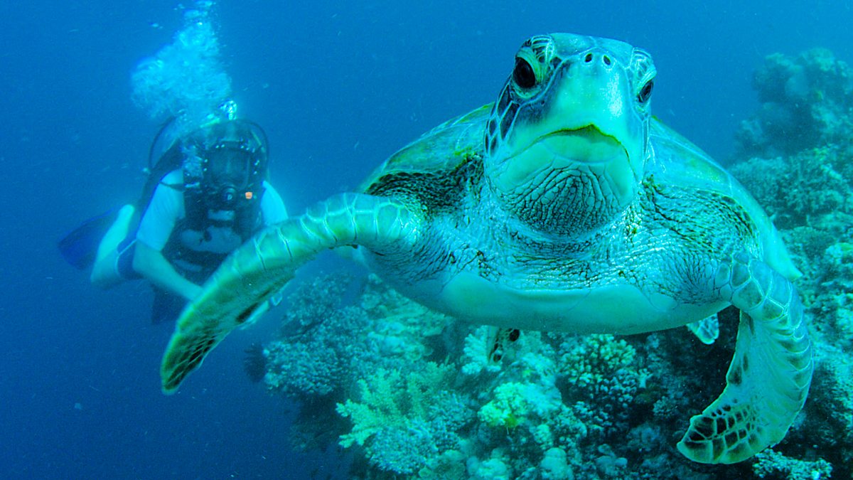 BBC Four - Wonders of the Great Barrier Reef with Iolo Williams