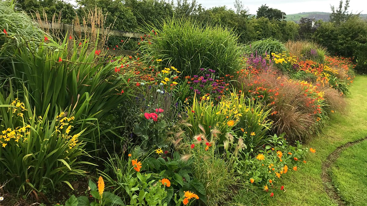 BBC Radio Ulster - Gardeners' Corner, Prairie-style planting, daffodils ...
